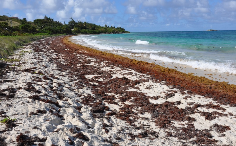 After the Mortgage: Bermuda Triangle, Columbus and Sargassum seaweed...
