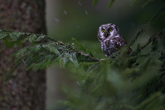 Chouette de Tengmalm