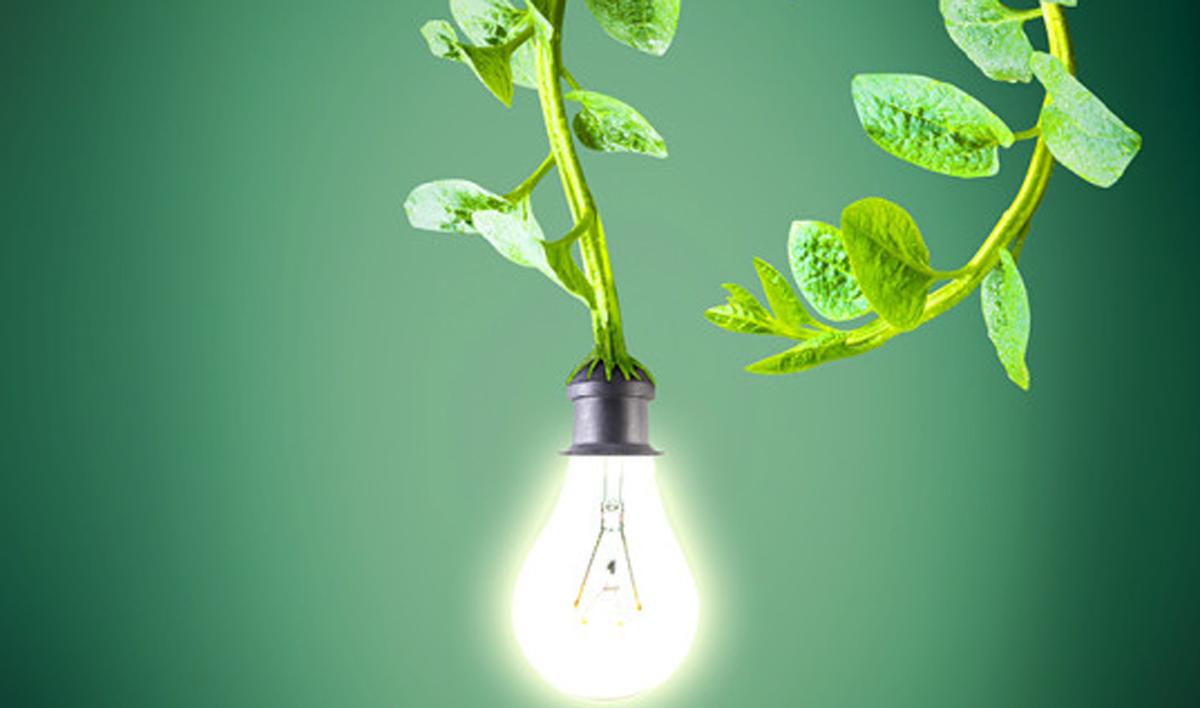 QUÉ SON LAS PLANTAS DE PODER?