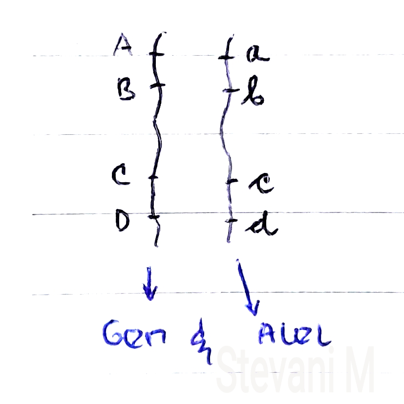 STEVANI MANUHUTU. II: Tautan Dan Pindah Silang //HEREDITAS
