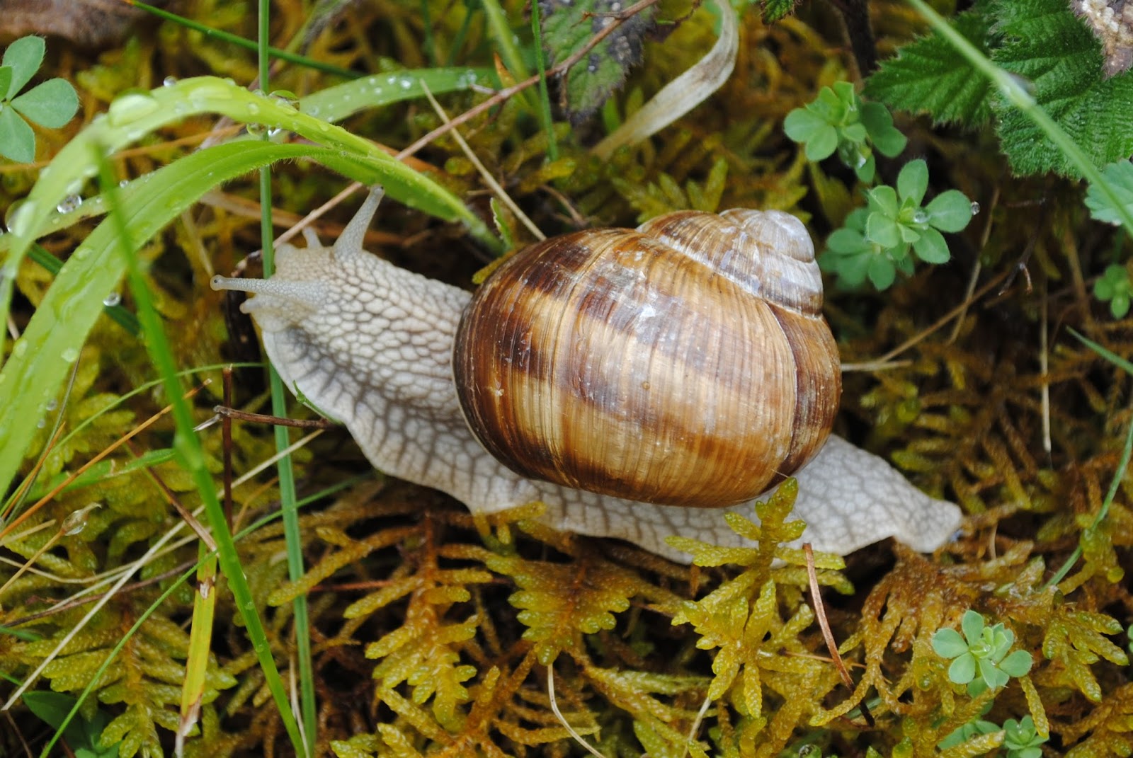 Bug Mad Girl: Roman snails and white helleborines