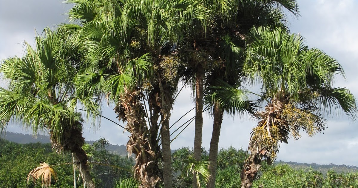 Variety of Life: Coryphoideae