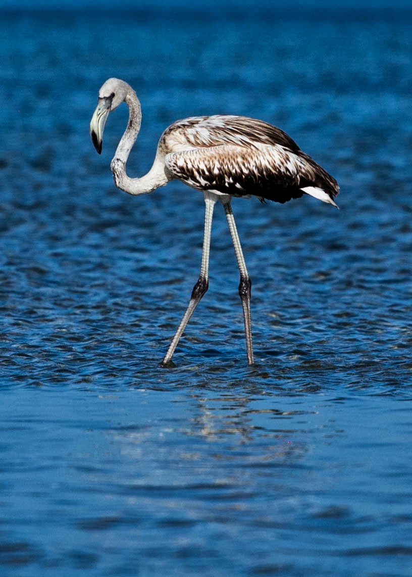 Flamingos and Turquoise. | The Silver Kick Diaries