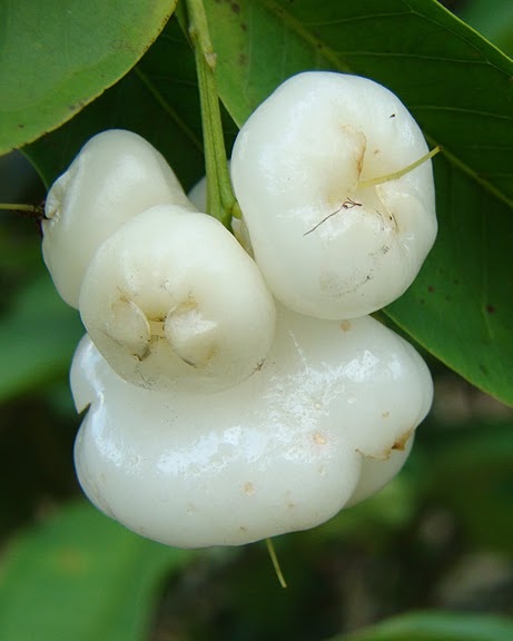 Jambo - Syzygium jambos
