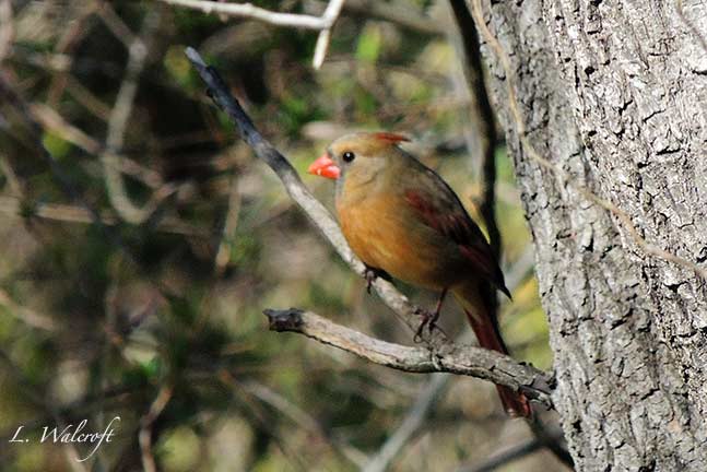 The View from Squirrel Ridge: American Robins, Northern Cardinals