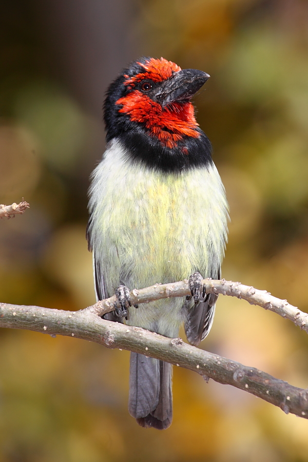 Rockjumper - Worldwide Birding Adventures: Africa’s Barbets by Adam Riley