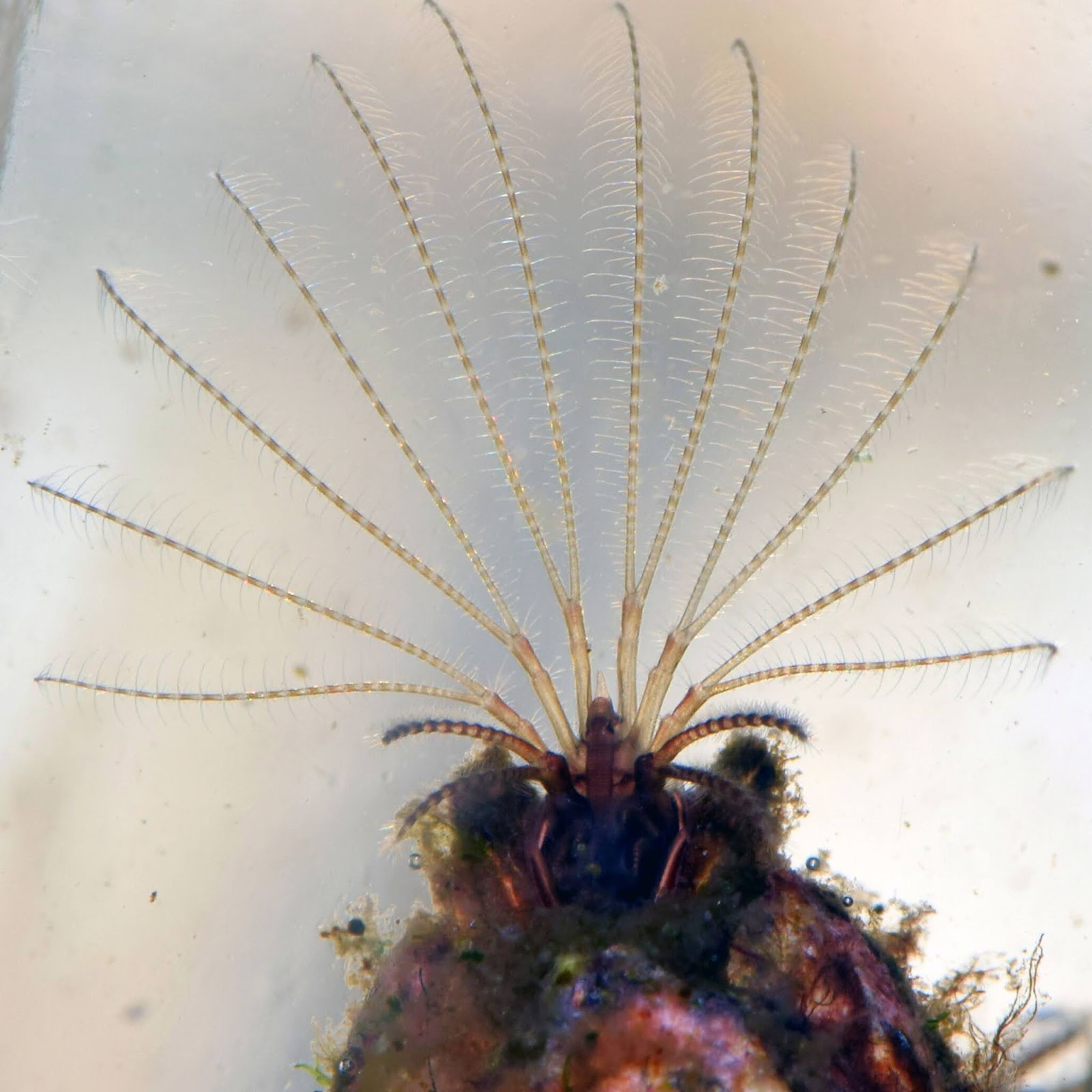 FOSSIL HUNTRESS: BARNACLES: CUVIER TO DARWIN