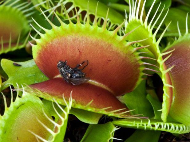 - Prepare um vaso e encha-o com terra e substrato para plantas, por ...