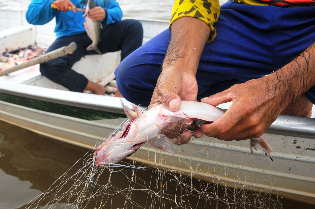 Manaquiri-AM: PESCA DO MAPARÁ - TEMPORADA 2012