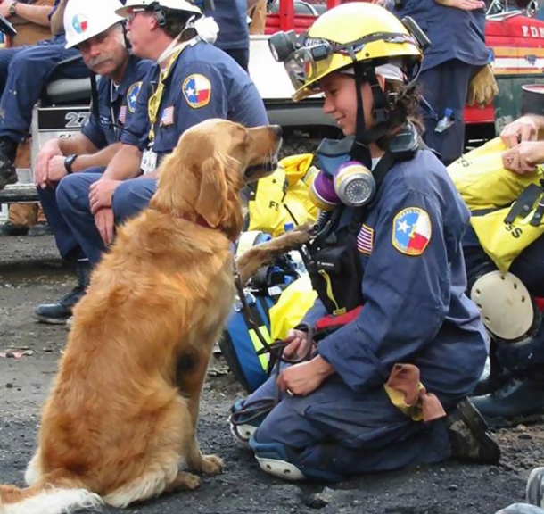 White Wolf : Last Known Living 9/11 Search & Rescue Dog Honored With ...
