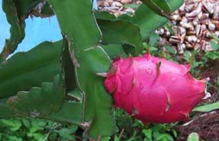 Cipactli Organización Ecológica y Sustentable : Pitaya roja (Hylocereus ...