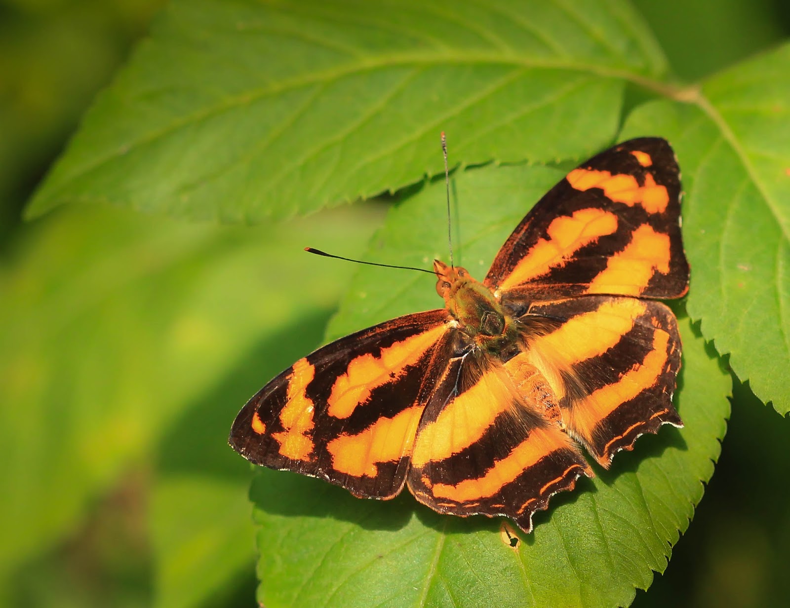 Butterflies of Vietnam: 40. Symbrenthia lilaea (The Common Jester)