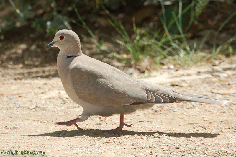 Birding Catalunya: Tórtora turca (Streptopelia decaocto)