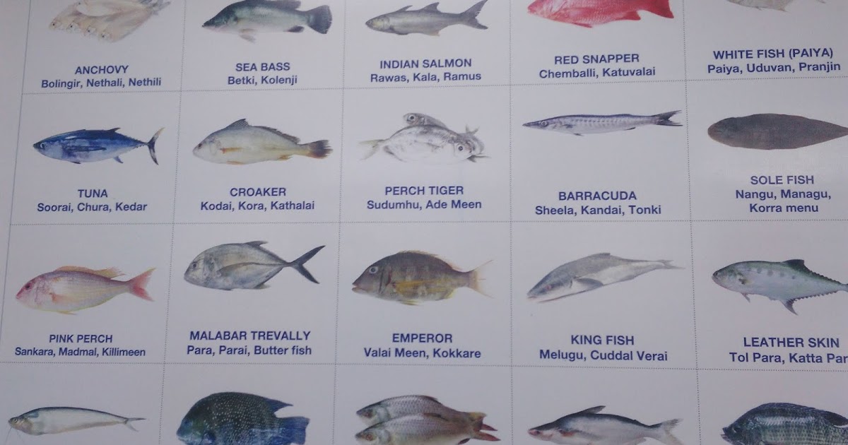 Indian Fishes With Names