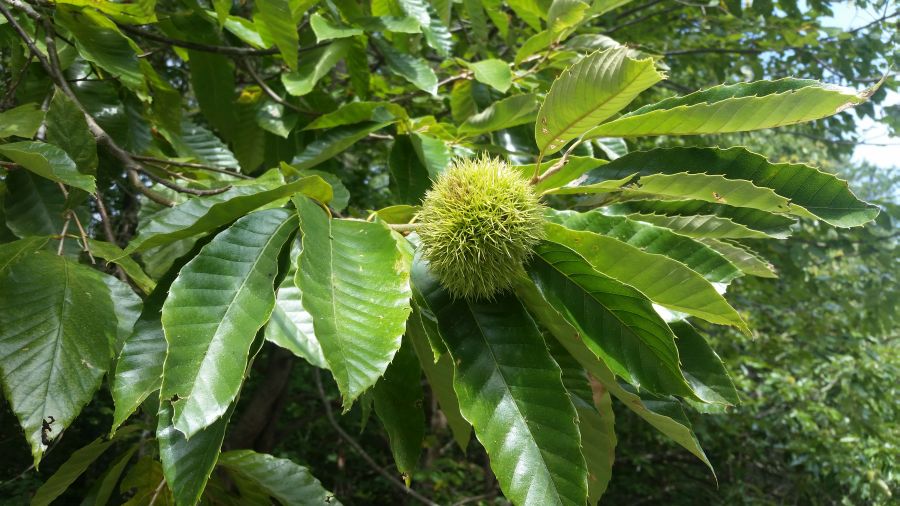 Future Plants by Randy Stewart: The Chestnuts