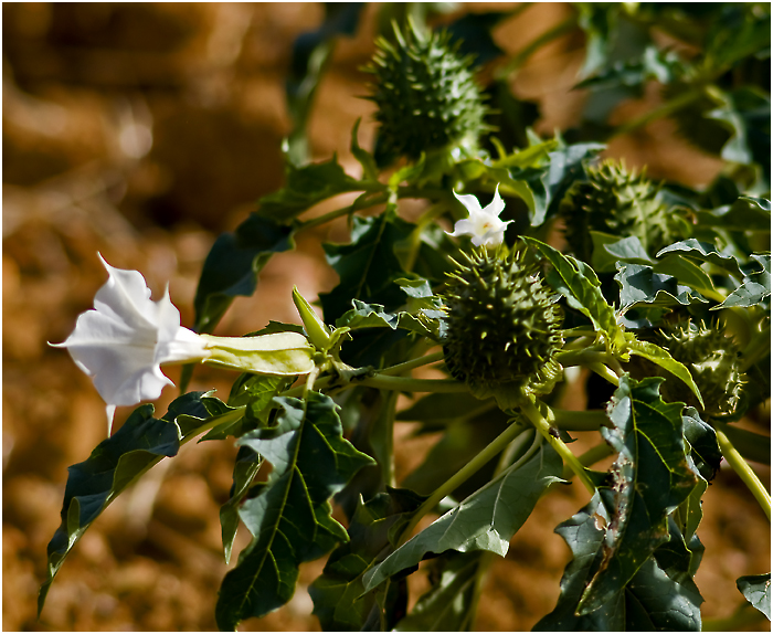 Naturaleza y Etnografía: Estramonio (Datura stramonium)