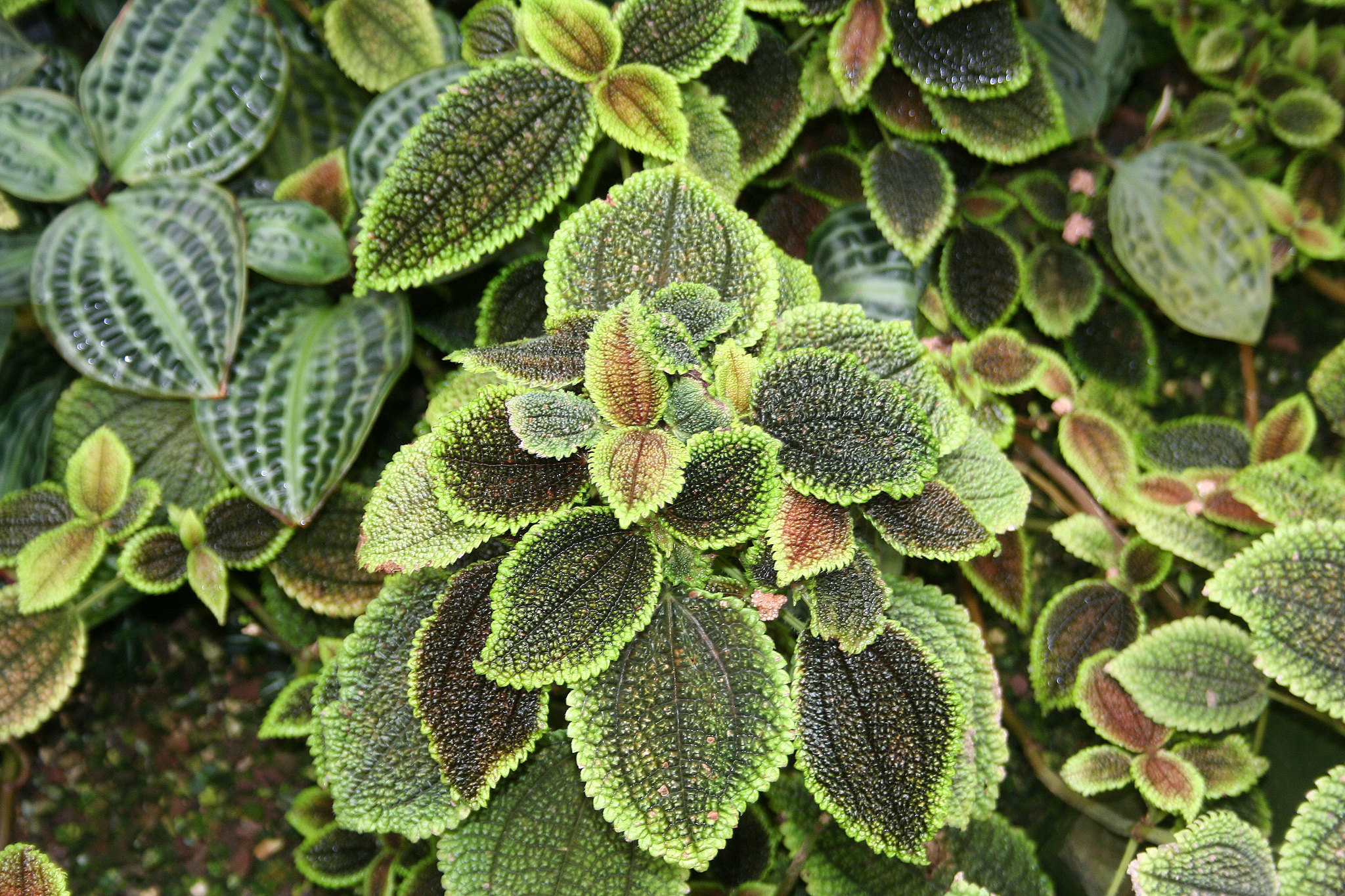 Pilea mollis - Moon Valley plant care and culture | Travaldo's blog