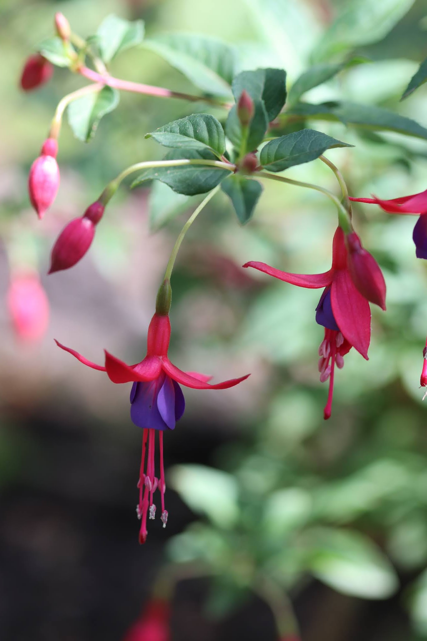 Hardy Fuchsias at Chickadee Gardens