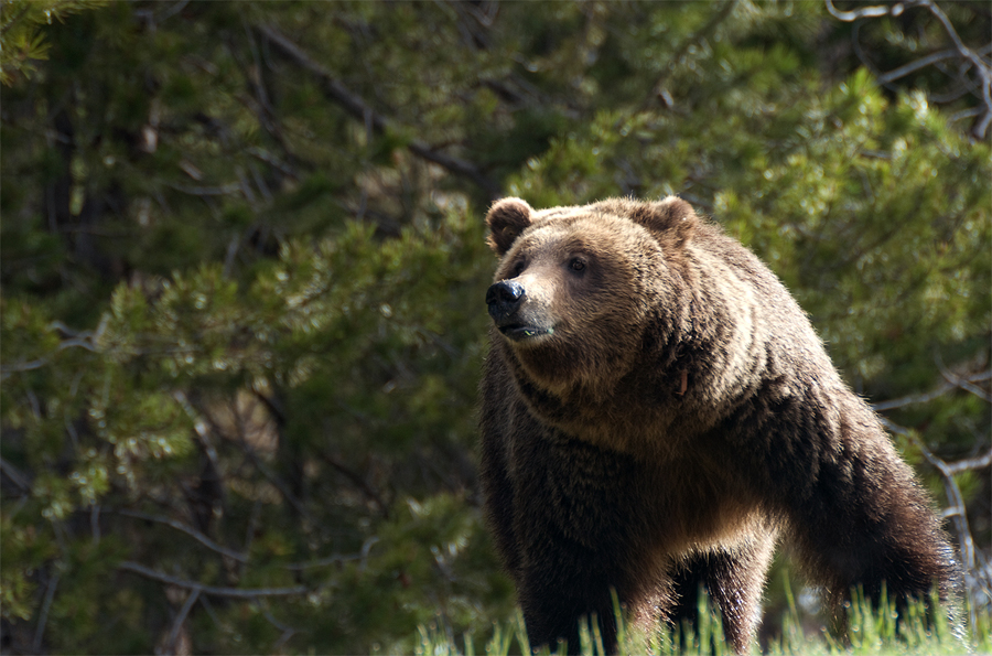 The Diary of a photographer: Bears, bears, bears!