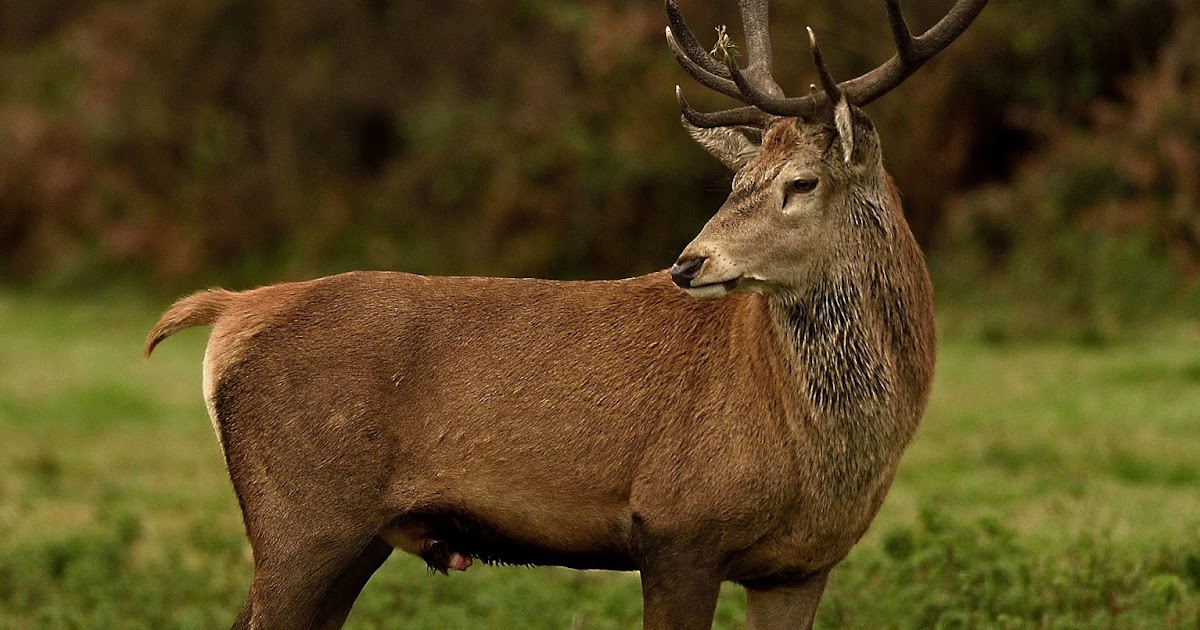Alan James Photography : Relaxed Red Deer