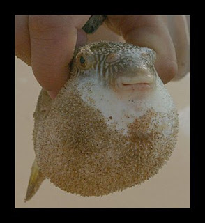 Fugu Fish
