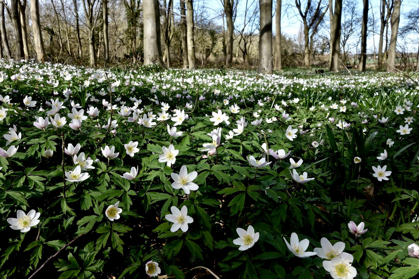 Roy's Nature Logbook: Wild Spring Flowers