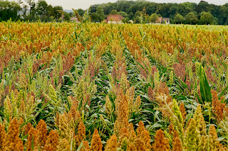 Syarat Tumbuh Tanaman Jewawut , Tanah dan Agroklimat