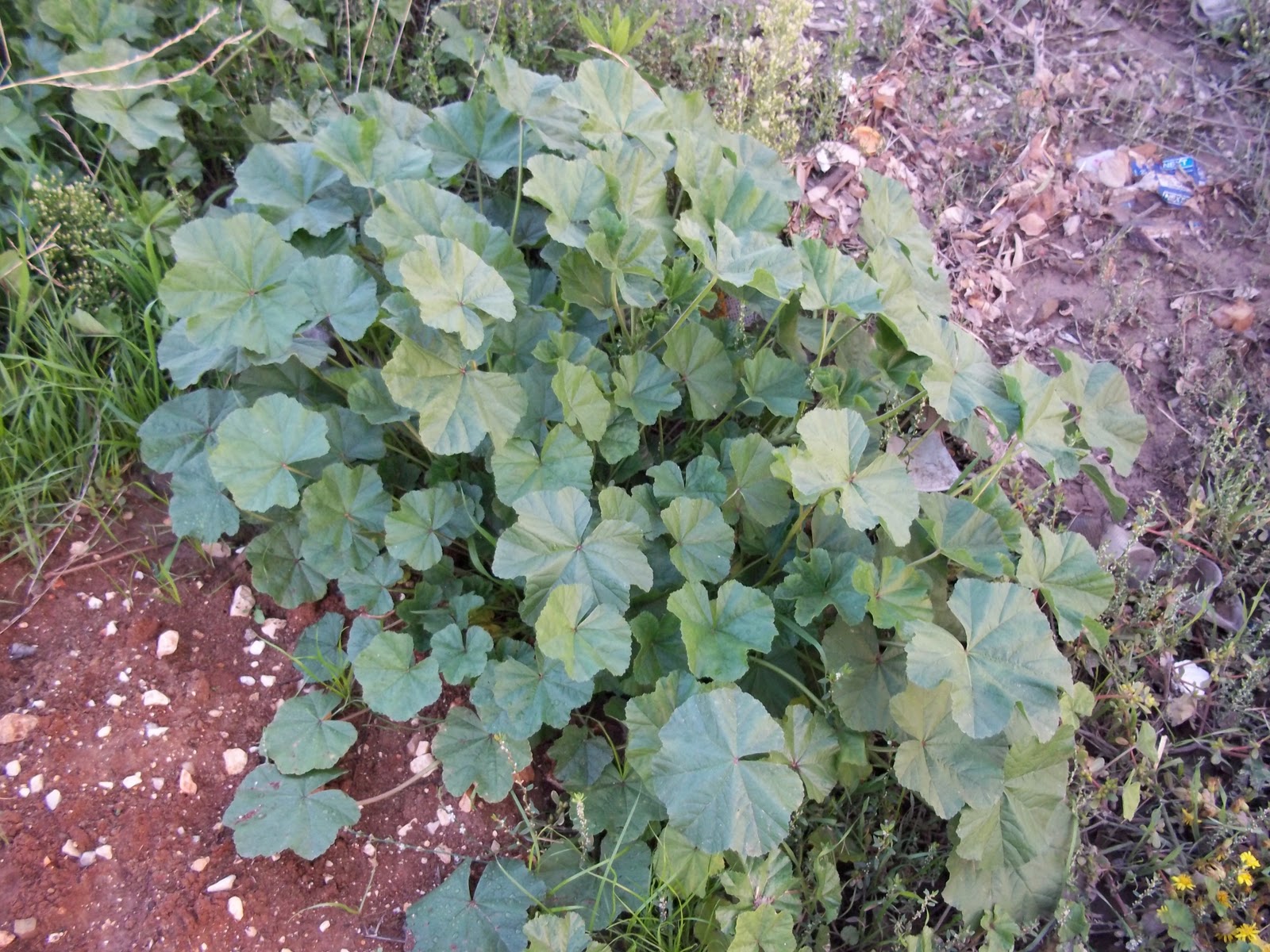 Foraging Mallow | Penniless Parenting
