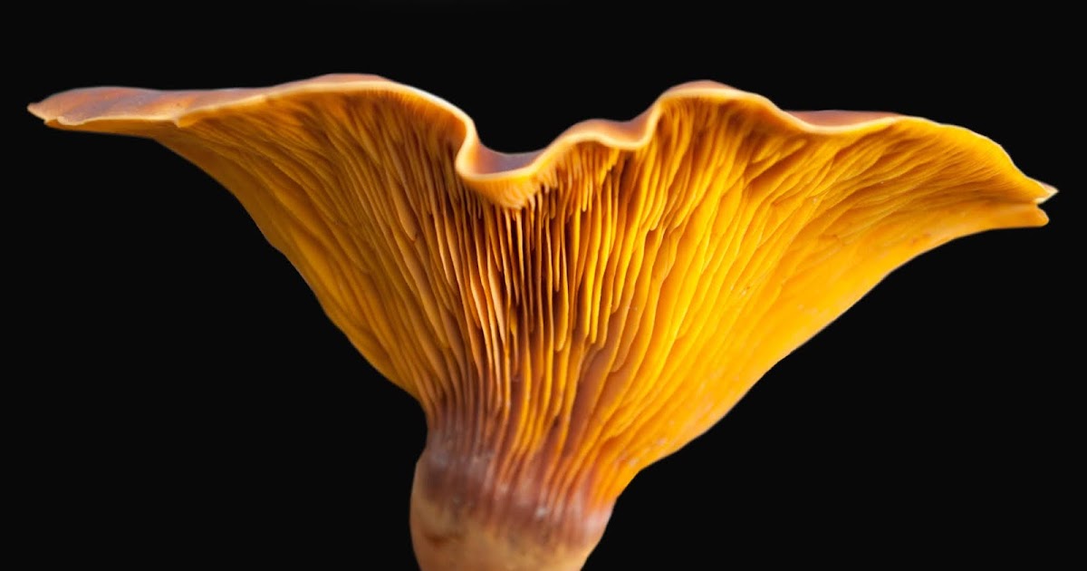 Instantes, fotos de Sebastián Navarrete: Los hongos o setas comestibles ...