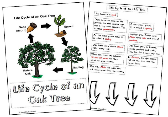 Iman's Home-School: Oak Tree Life Cycle (Cut & Stick)