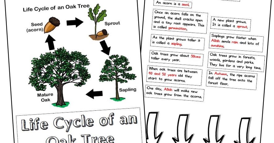 Iman's Home-School: Oak Tree Life Cycle (Cut & Stick)