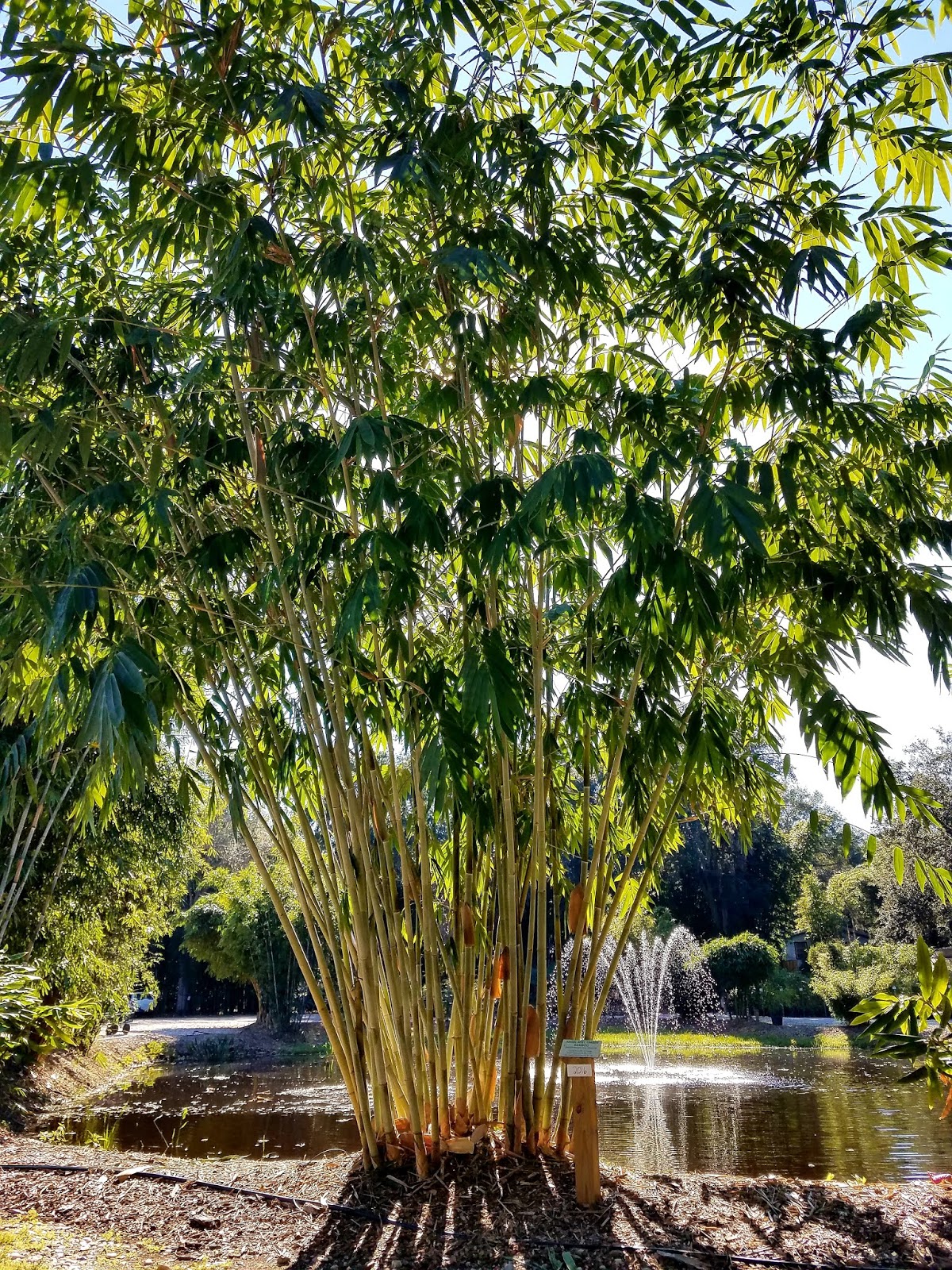 Beautiful Bamboo: Welcome