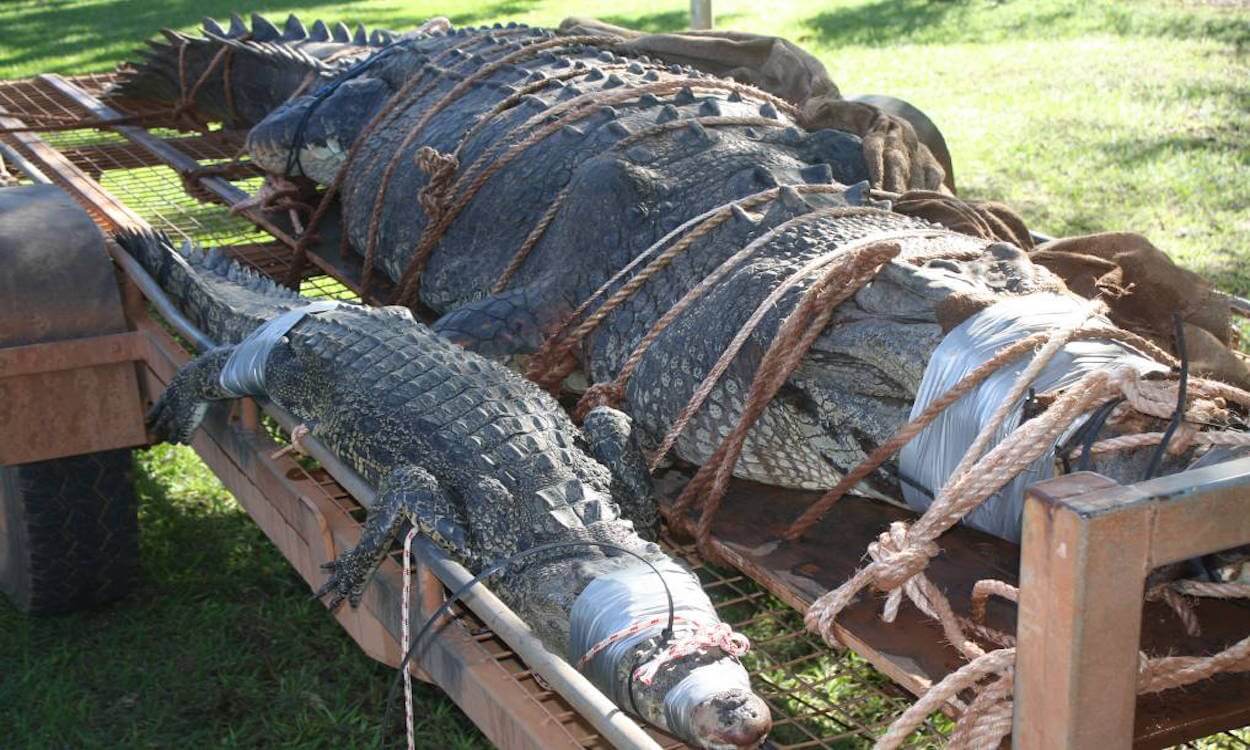 A monster saltwater Crocodile of 15 ft. (4.7m), weighing 1,328 pounds ...