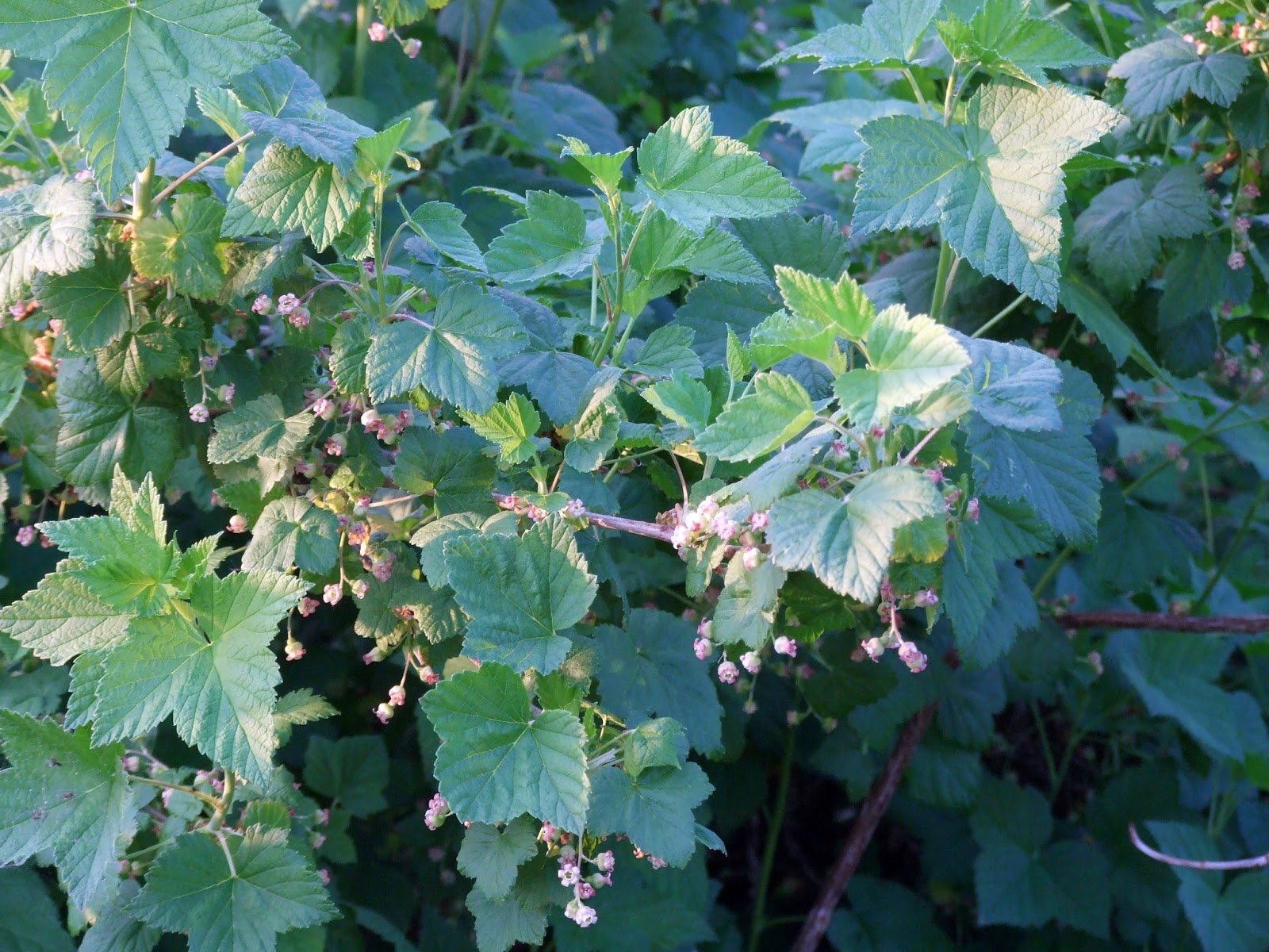 Palstaviljelyä Julkulanniemessä: Maa-artisokkaa näkyvissä!