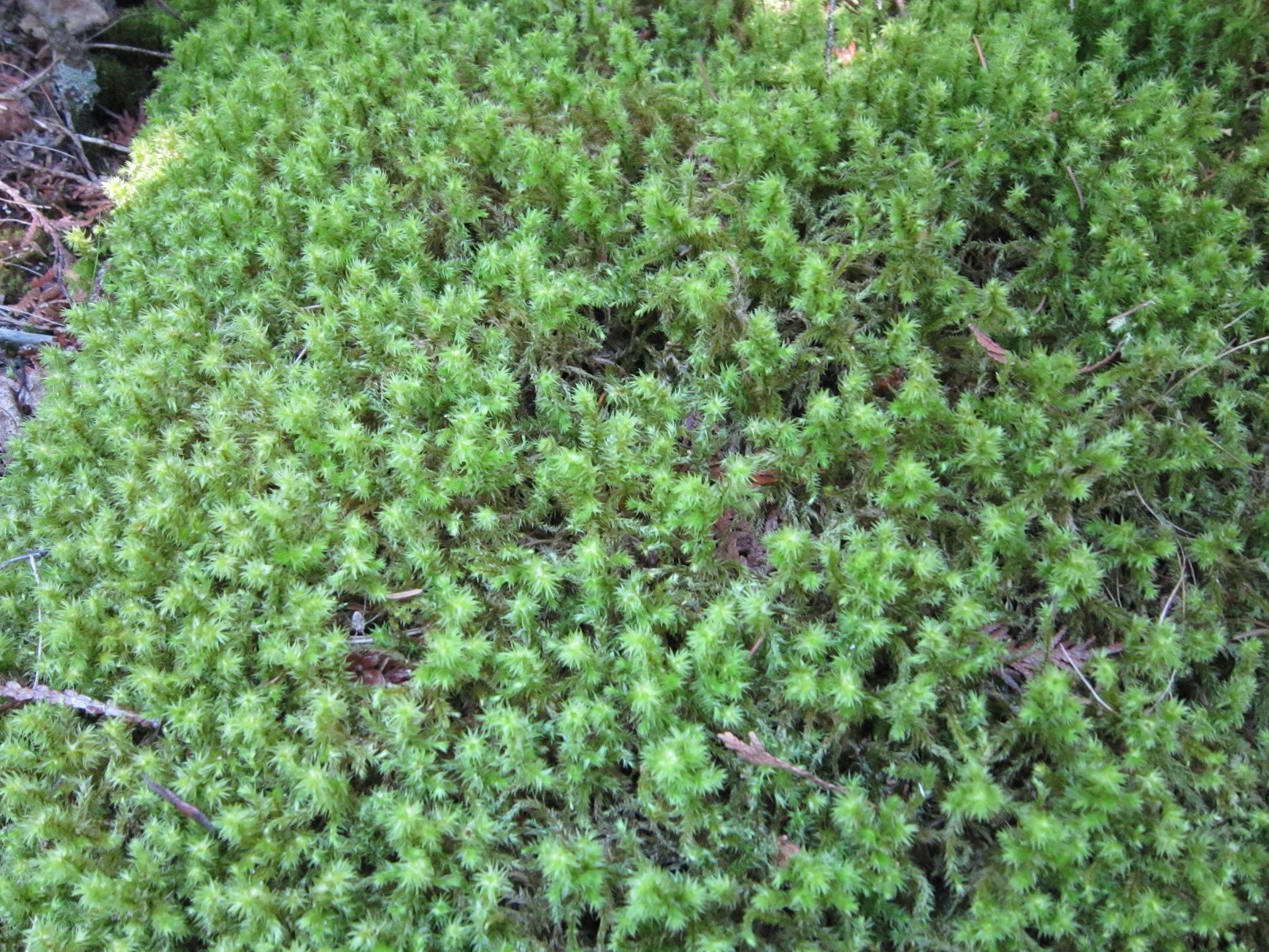 Amy Brown Science: Mosses, Mosses, Mosses!