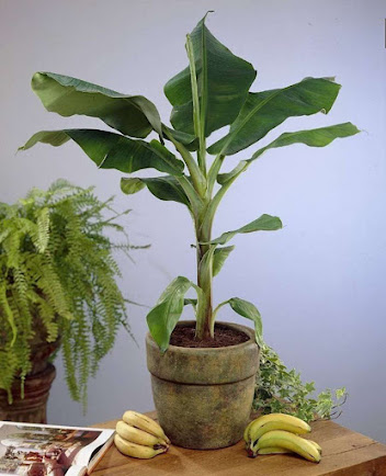 Guía de Temas: Como sembrar el cambur en casa