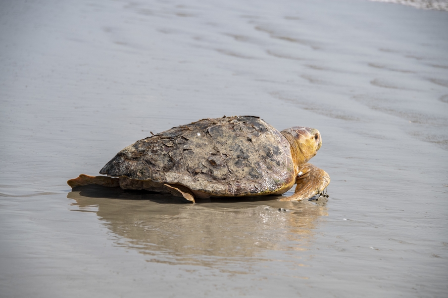 PHOTOS: SeaWorld Returns Sea Turtles and Sandhill Crane Home After ...
