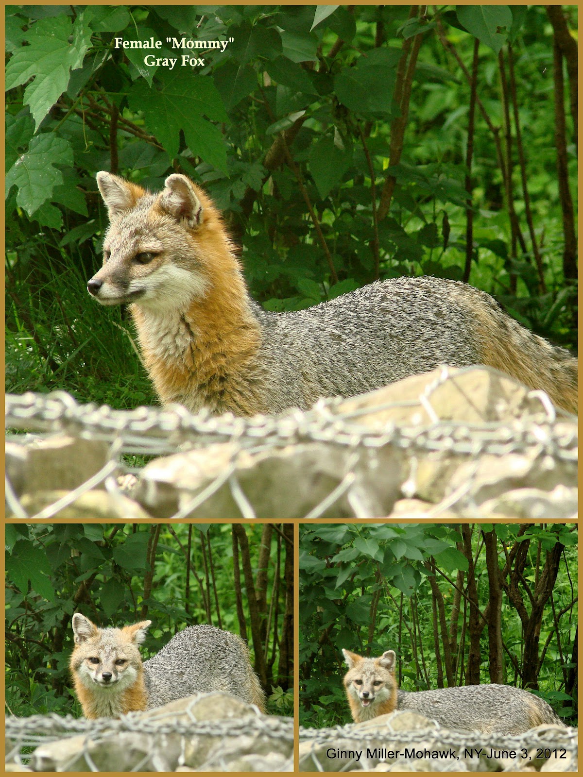 Photography By Ginny: June 4th Photos-2012-Female Gray Fox And The Doe