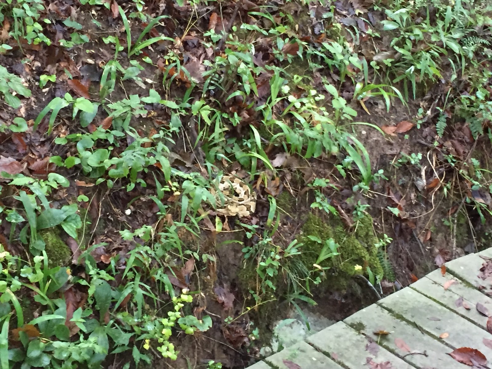 Travel Reviews & Information: Mammoth Cave, Kentucky / National Park ...