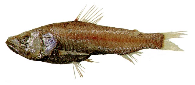 Artes de Pesca: ACTINOPTERYGII