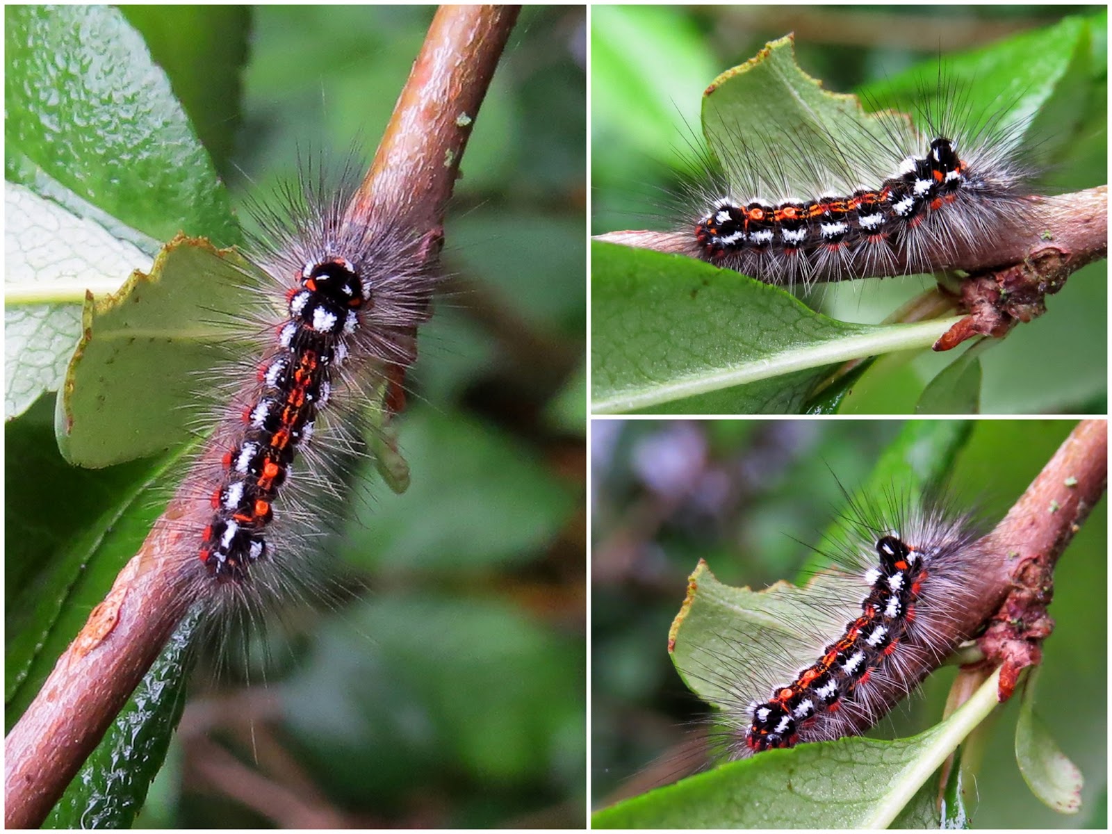 Chateau Moorhen..... goes south!: Moths and moth caterpillars seen recently