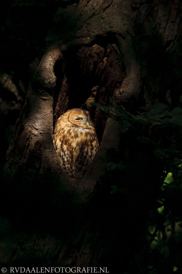 Vogel- en Natuurfotografie door Remco van Daalen: Bosuil in de duisternis?