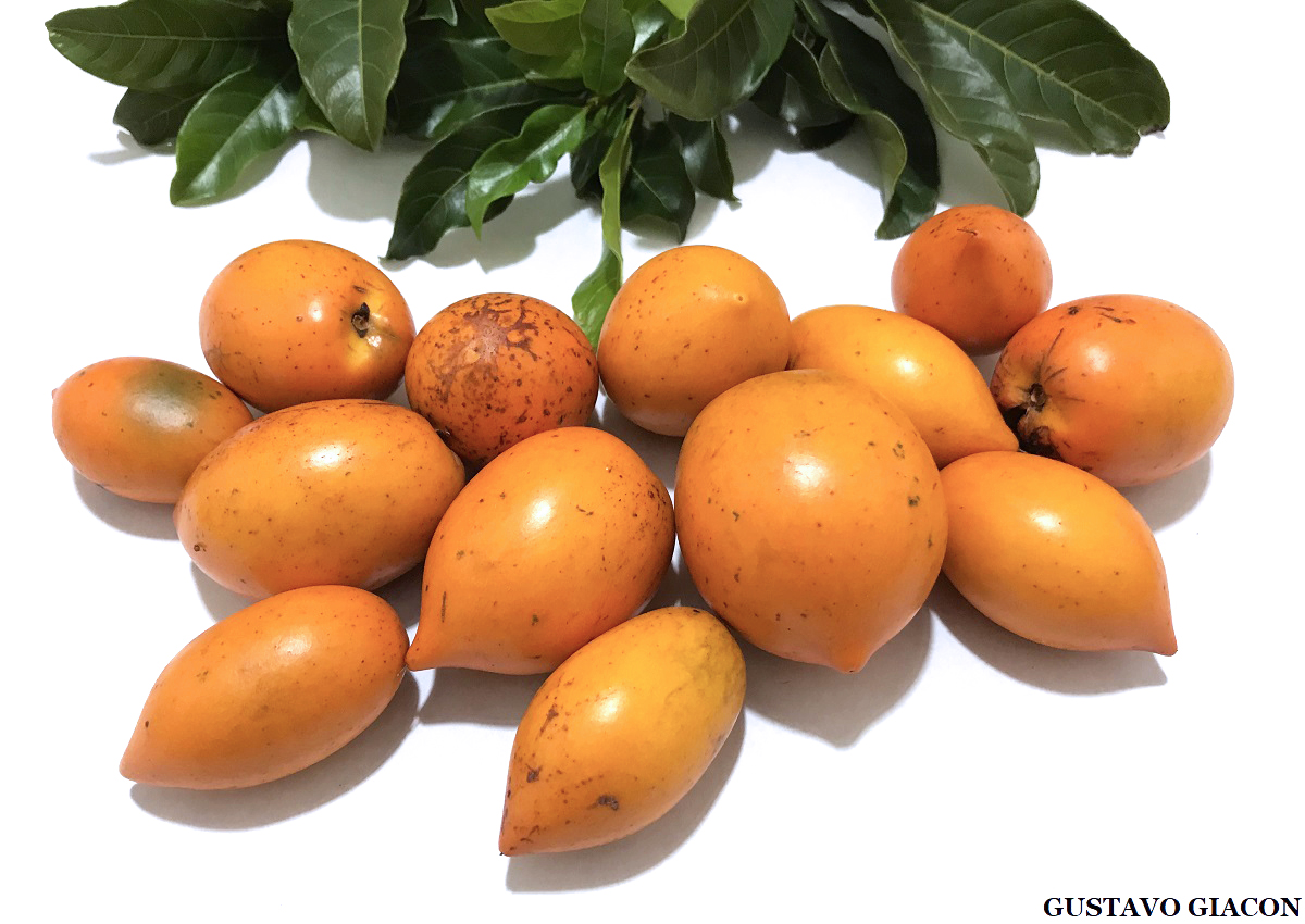 Viveiro Ciprest - Plantas Nativas e Exóticas: Abio Laranja Selvagem ...