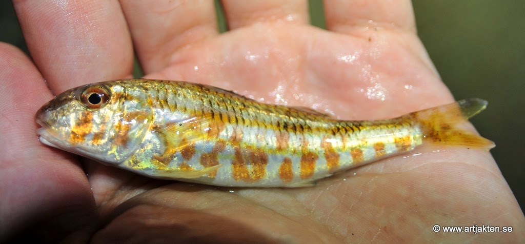 Mulle ~ Jakten på 100 arter