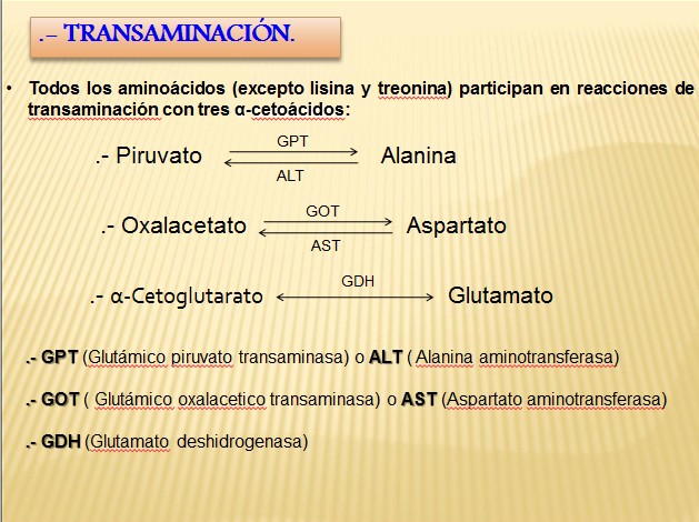 BIOQUIMICA - 2DO AÑO OFICIAL. : METABOLISMO DE LOS AMINOÁCIDOS