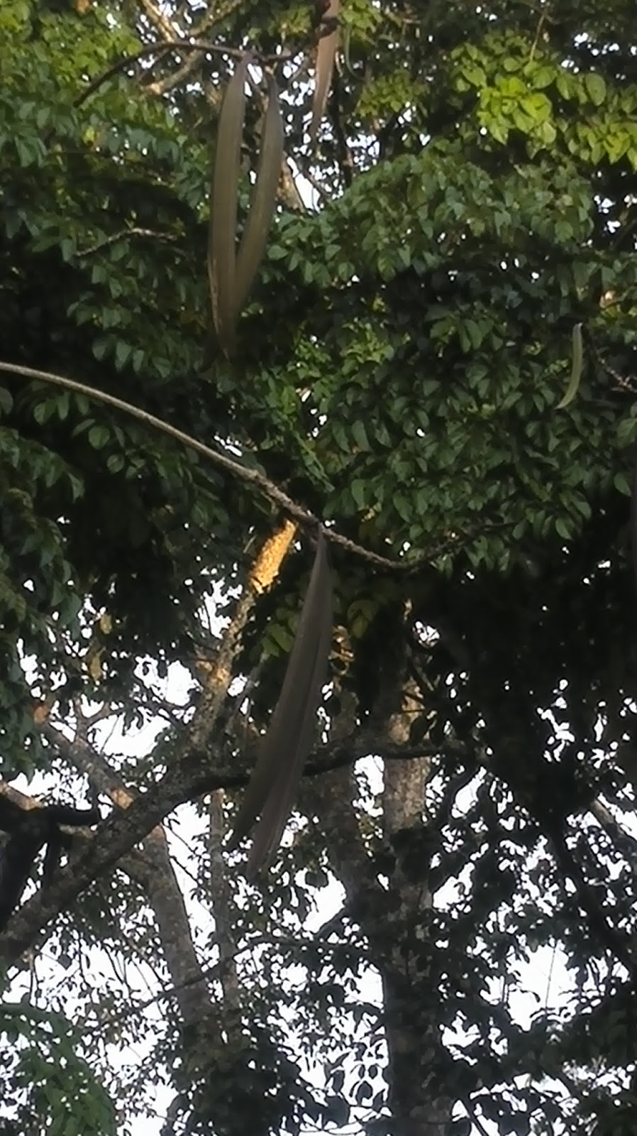 namakucella: BUAH BEKA- CARA PROSES