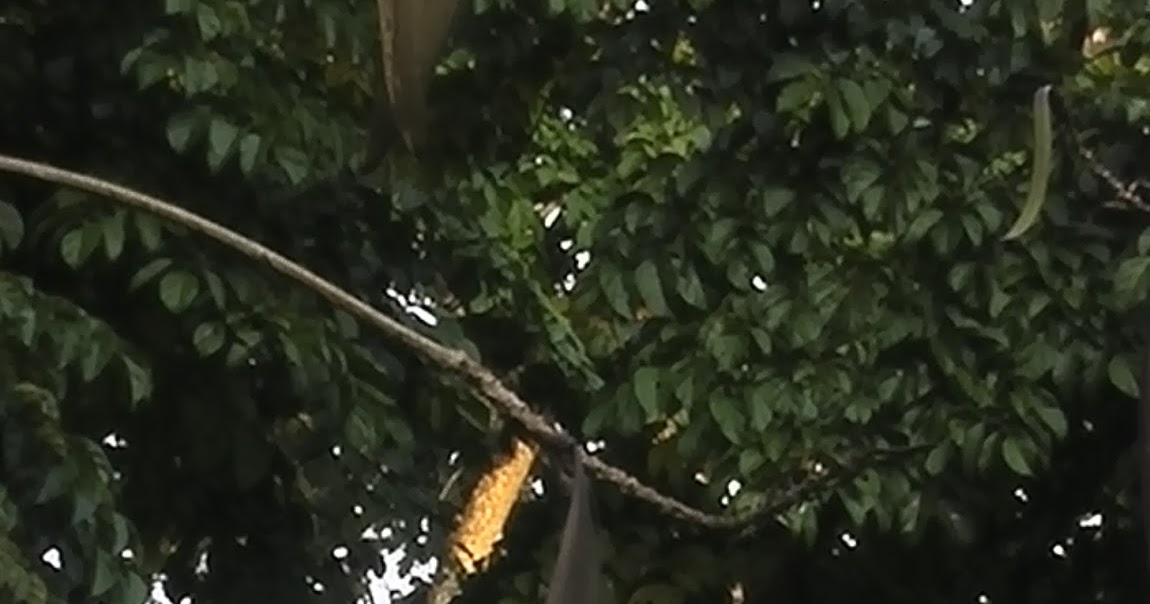 namakucella: BUAH BEKA- CARA PROSES