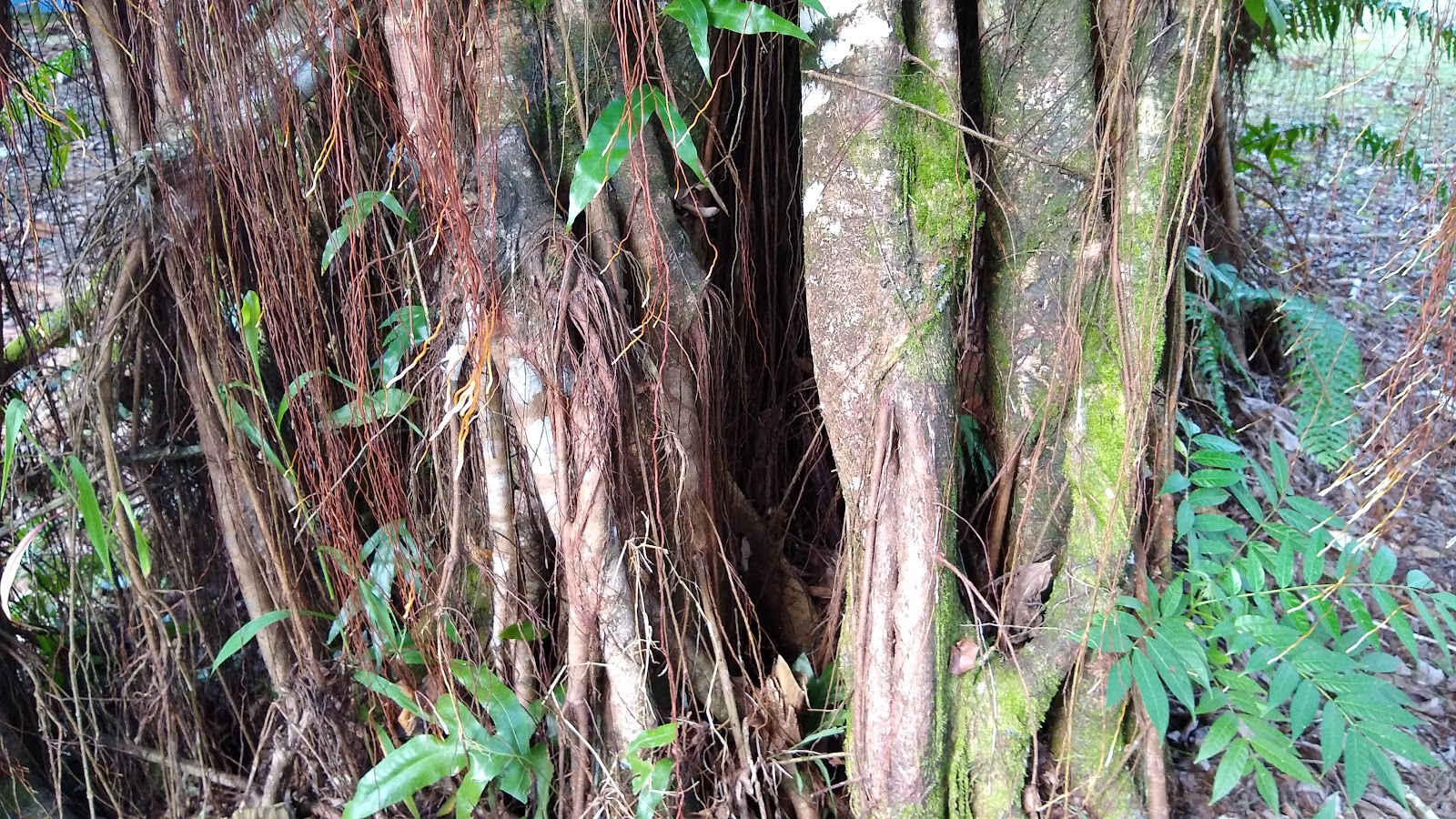 Pwunso botanic garden