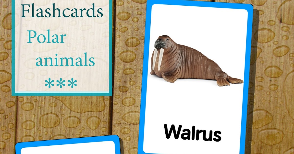 Rainbow Kids Learning Videos: Polar animals flashcards.