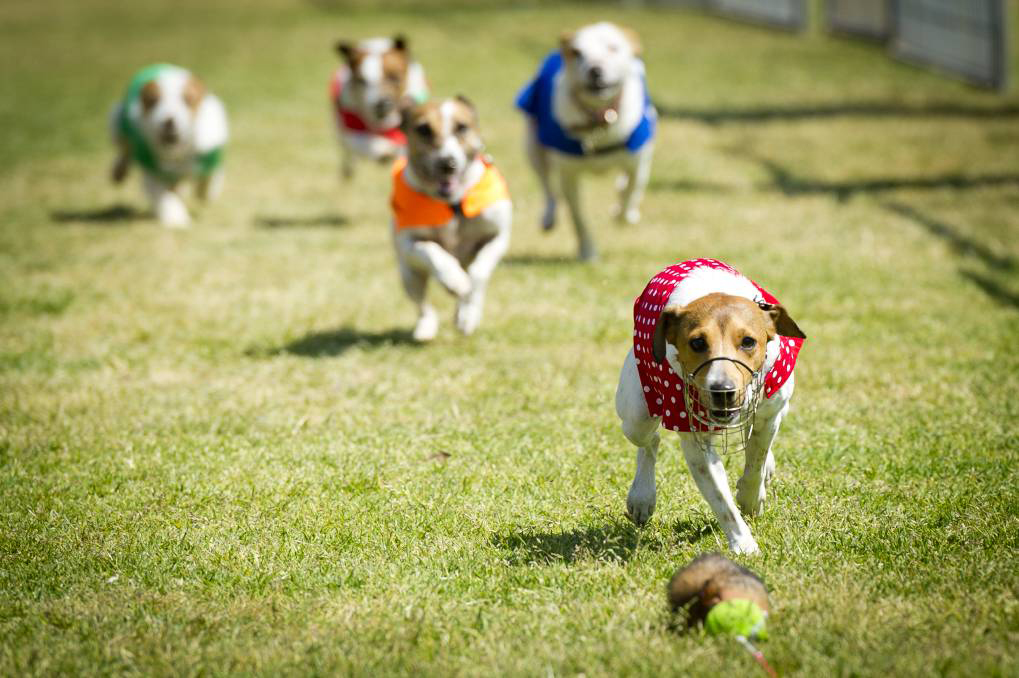 Jack Russell Terrier - Breed Profile | Australian Dog Lover